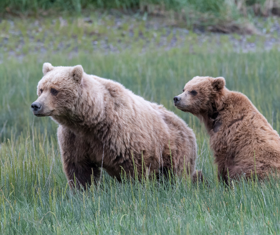 Wildlife | Town of Cochrane